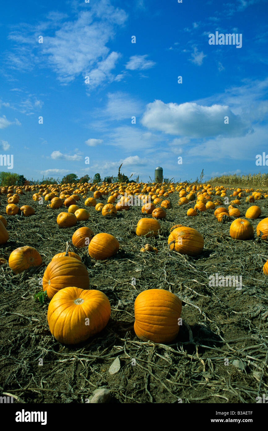 Farming farm vines variety ornamental hi-res stock photography and ...
