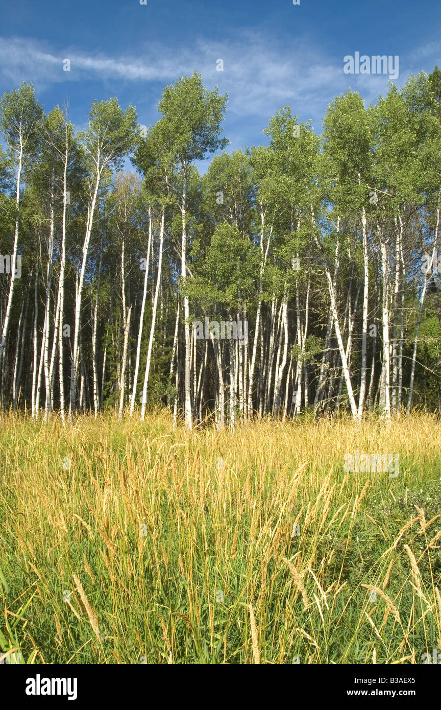 Stand of White Bark Trees Cottonwood Aspen Tree Stock Photo - Alamy