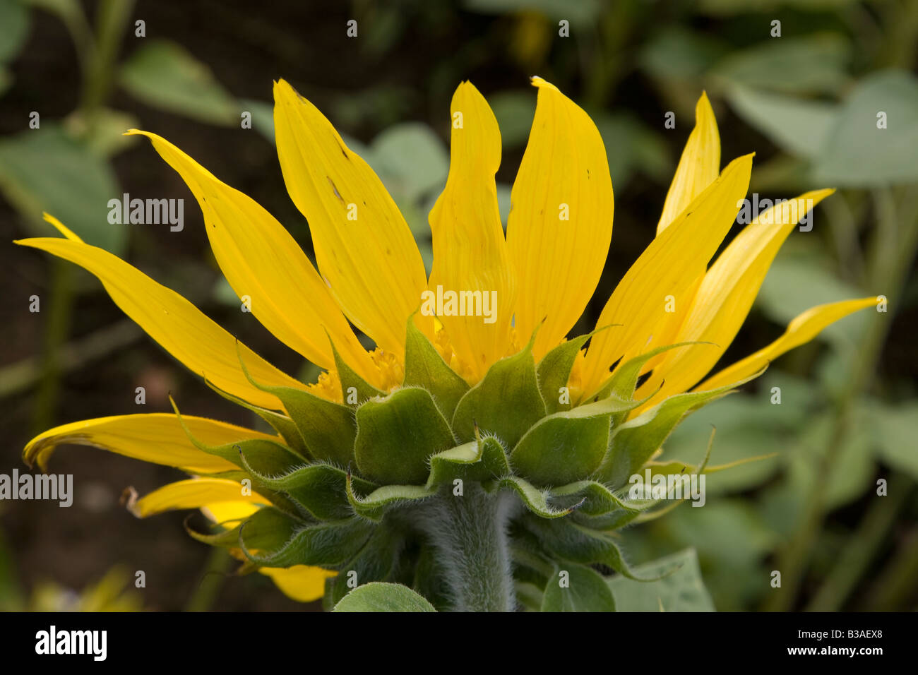 Rear view sunflower head hi-res stock photography and images - Alamy