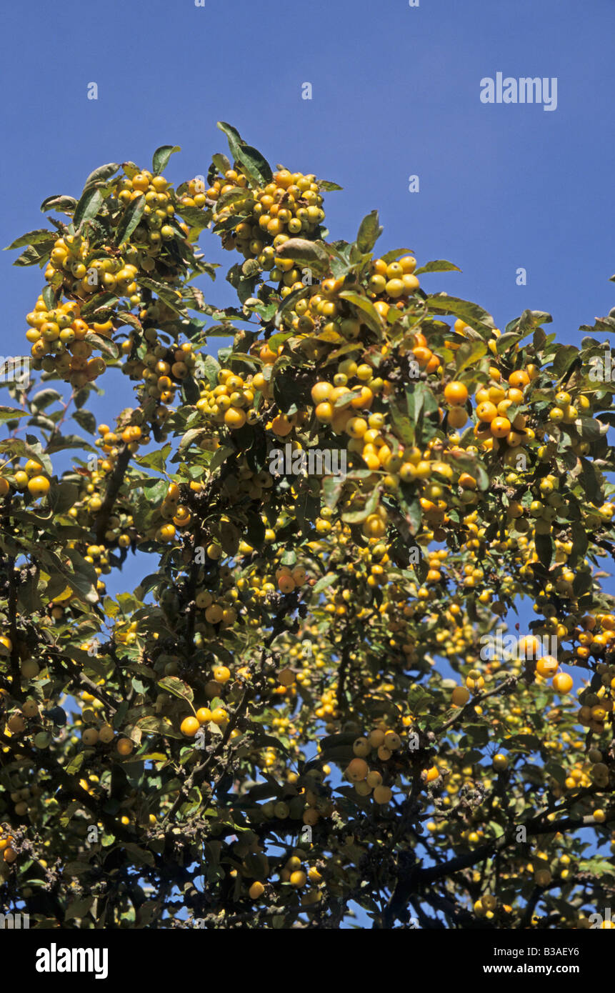 malus rosaceae tree spring flowering with autumn colouring Stock Photo ...