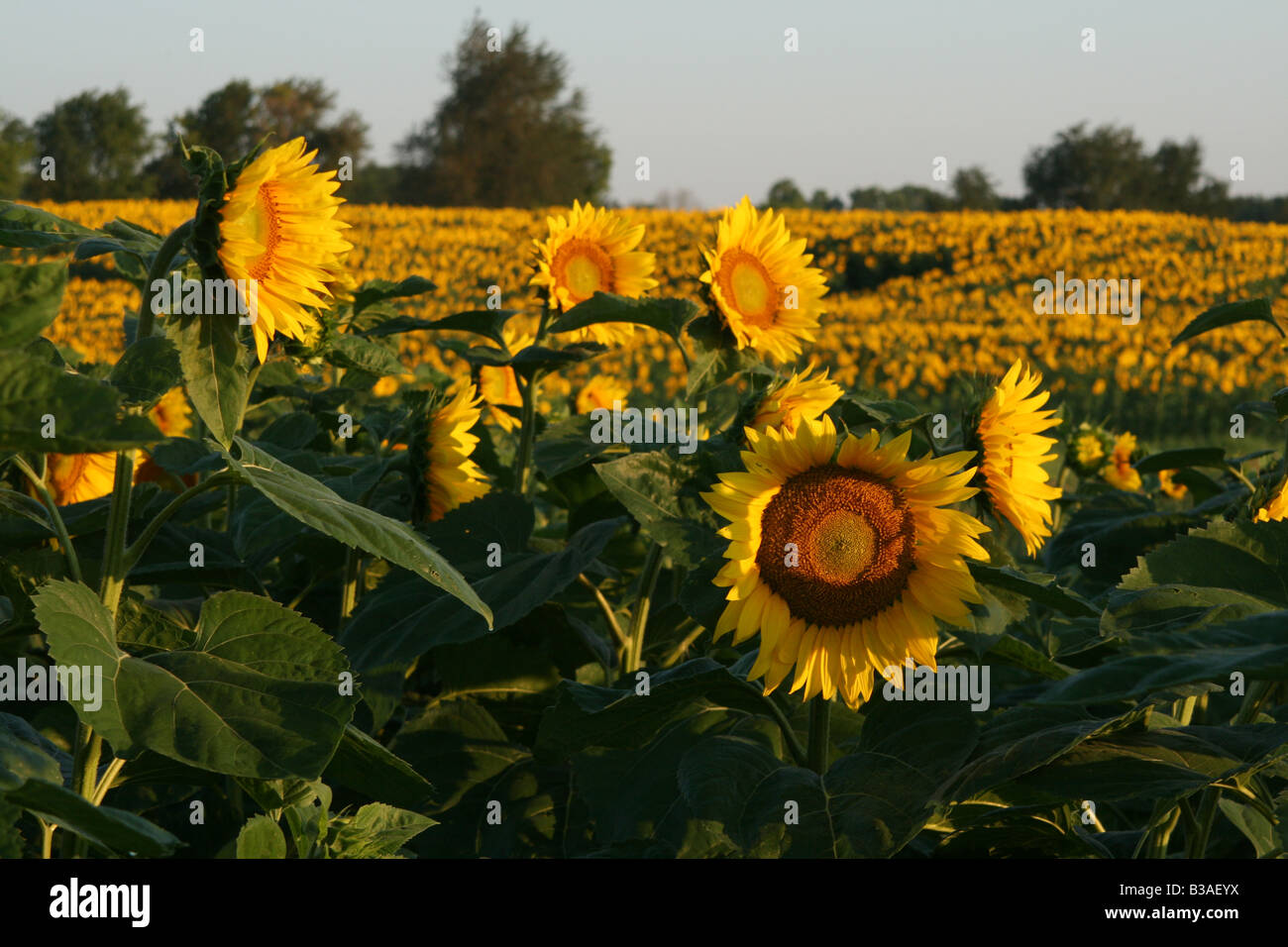 Sunflower farm, early morning, E USA, by Dembinsky Photo Assoc Stock ...