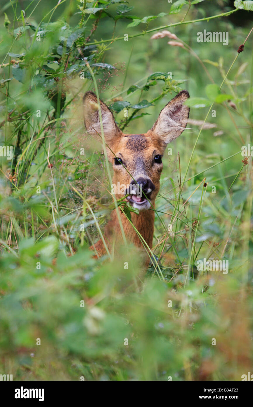 Roe doe deer feeding hi-res stock photography and images - Alamy