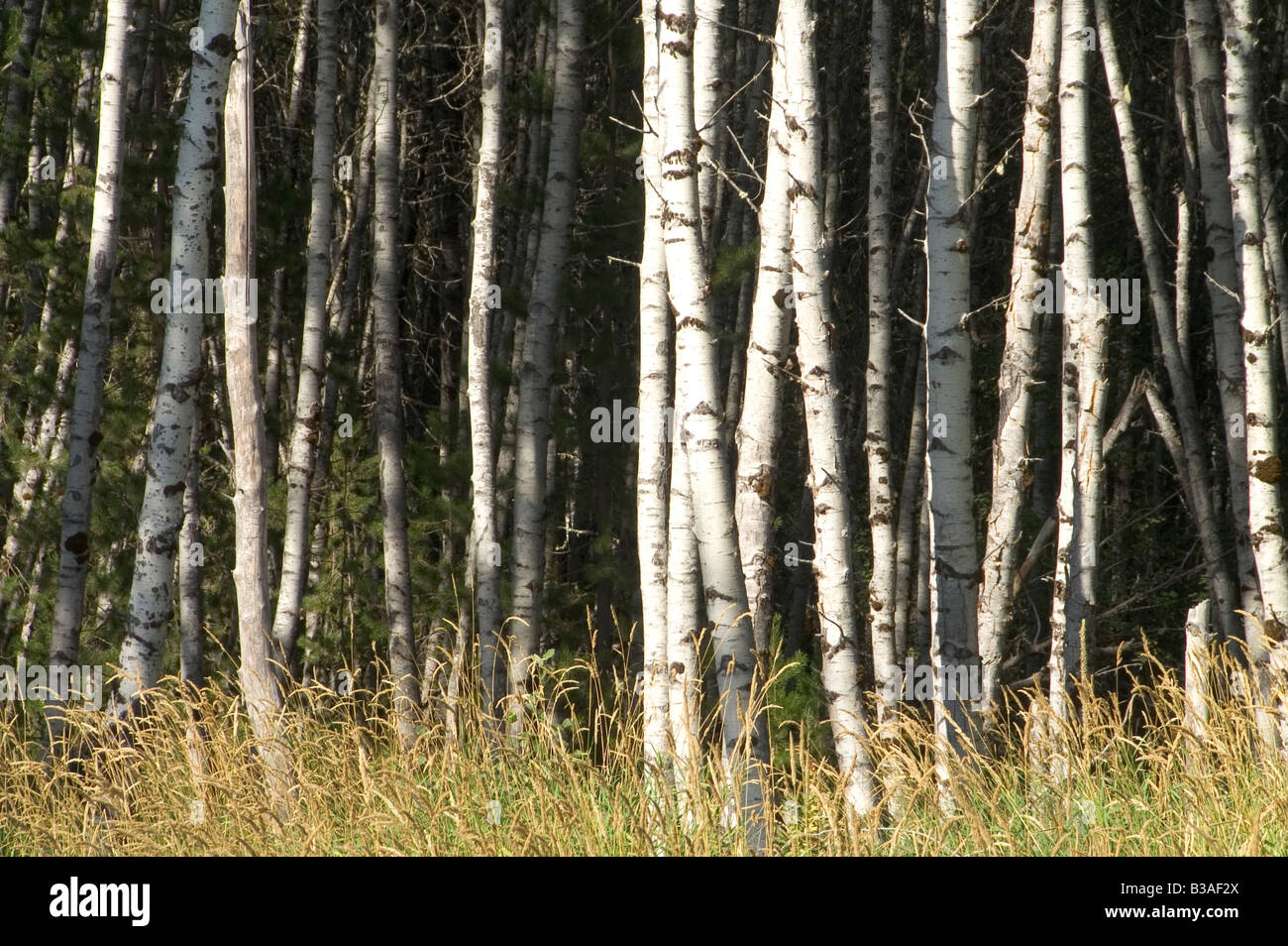 Stand of White Bark Trees Cottonwood Aspen Birch Pine Tree Stock Photo ...