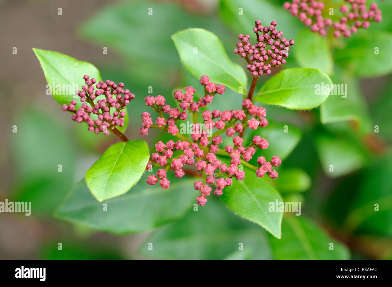 Viburnum tinus hi-res stock photography and images - Alamy