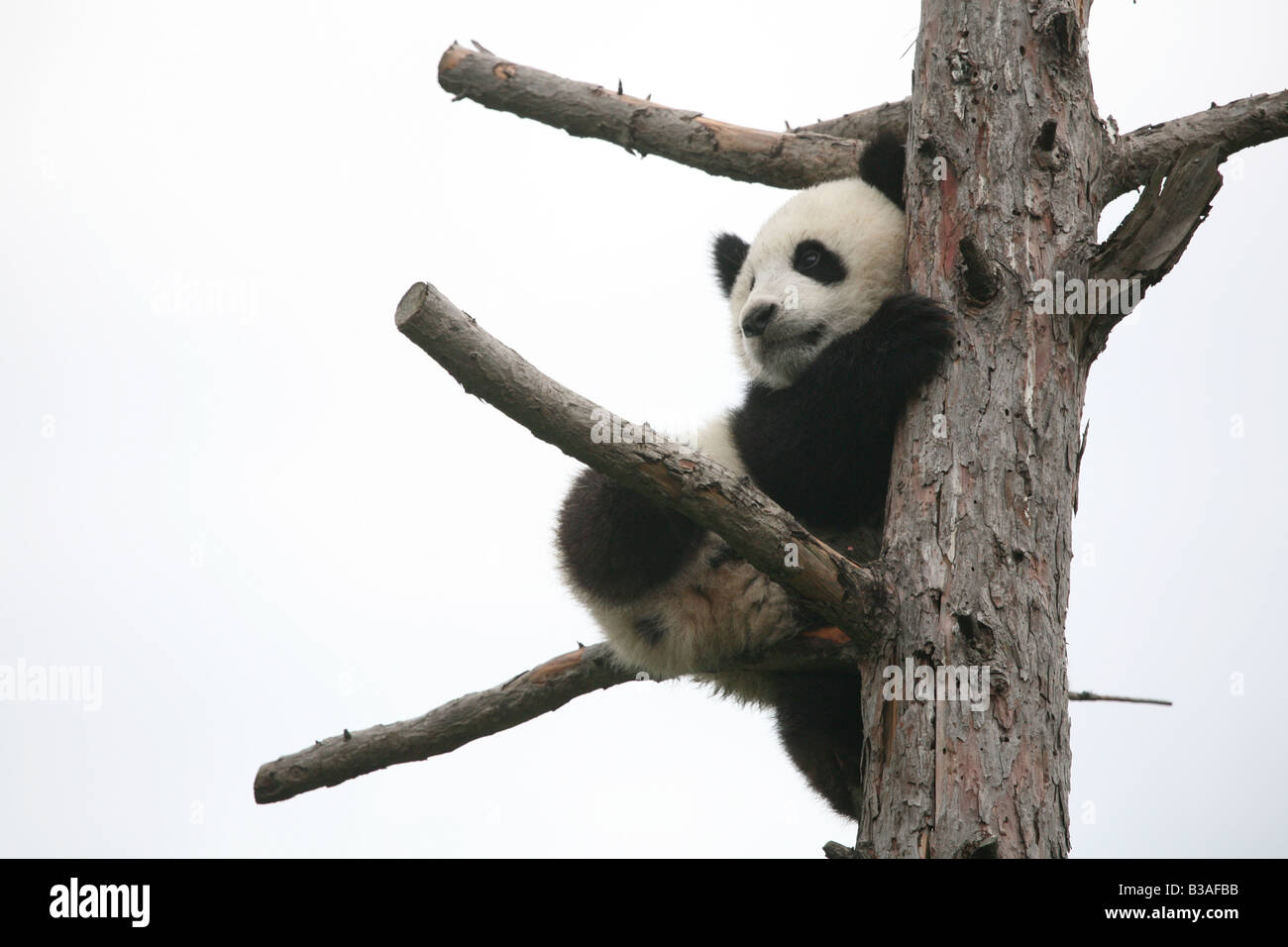 Fu Long the Giant panda cub enjoying in his enclosure at Schonbrunn Zoo ...