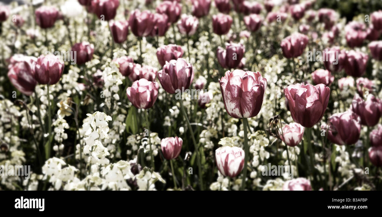 Tulip display in London Stock Photo - Alamy