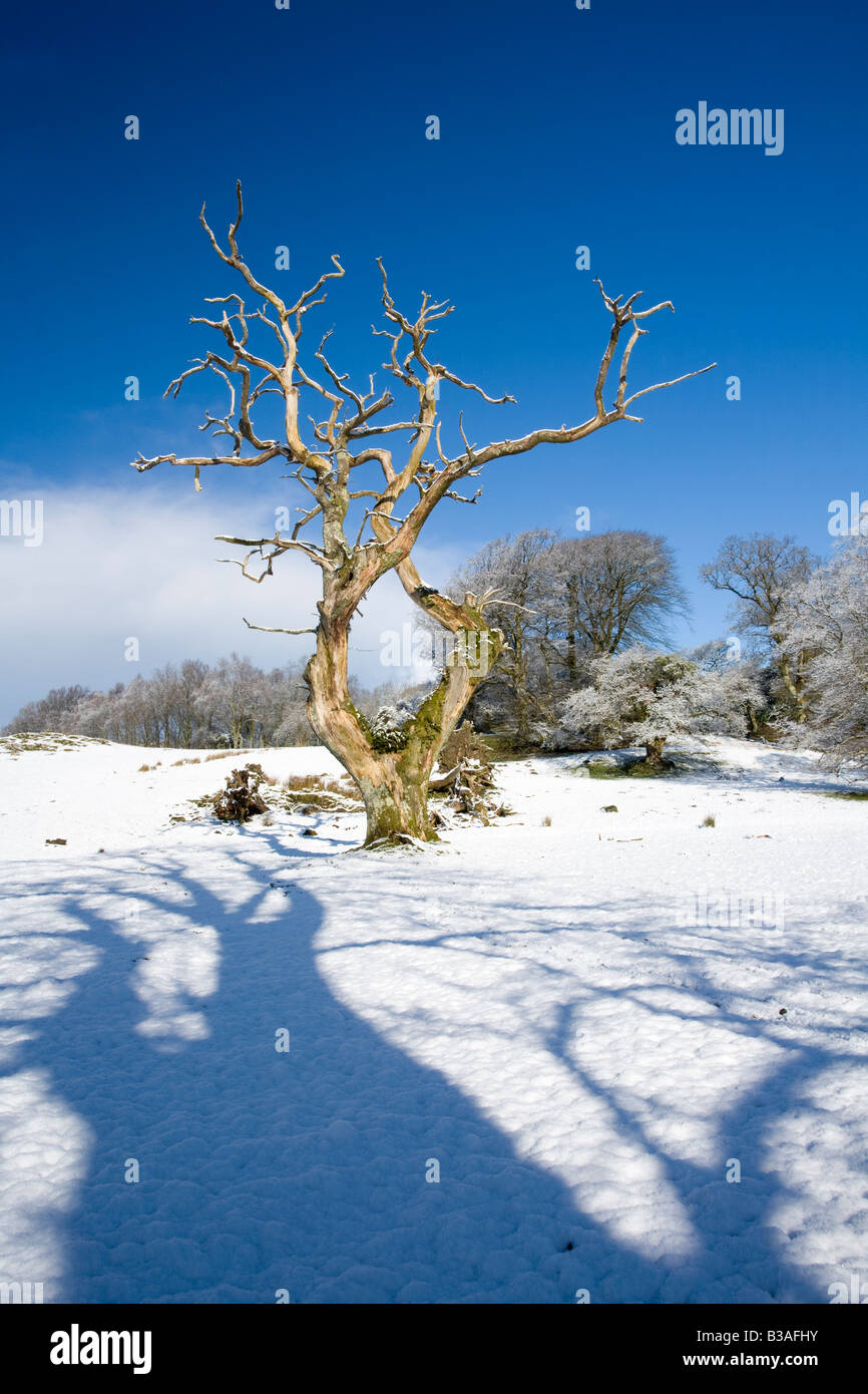 Blue tree snow scene hi-res stock photography and images - Alamy
