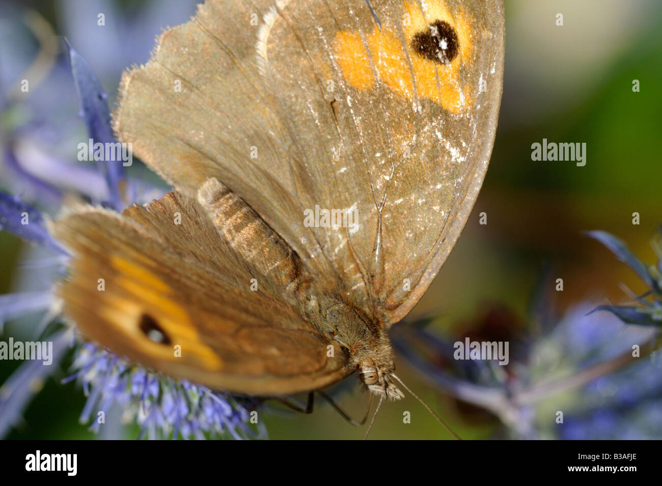 Meadow Brown Butterfly