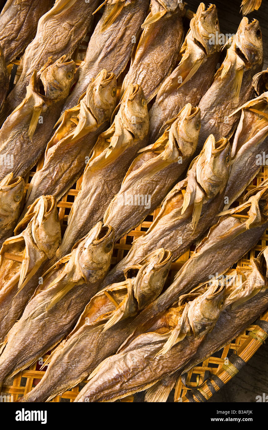 Macau china animal animals hi-res stock photography and images - Alamy