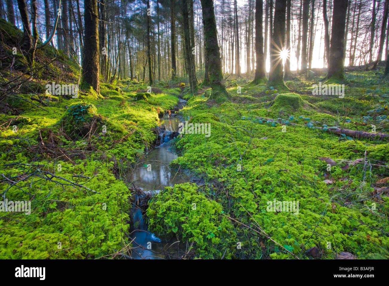 Dawn light breaking through conifer forest lighting up mossy ground ...