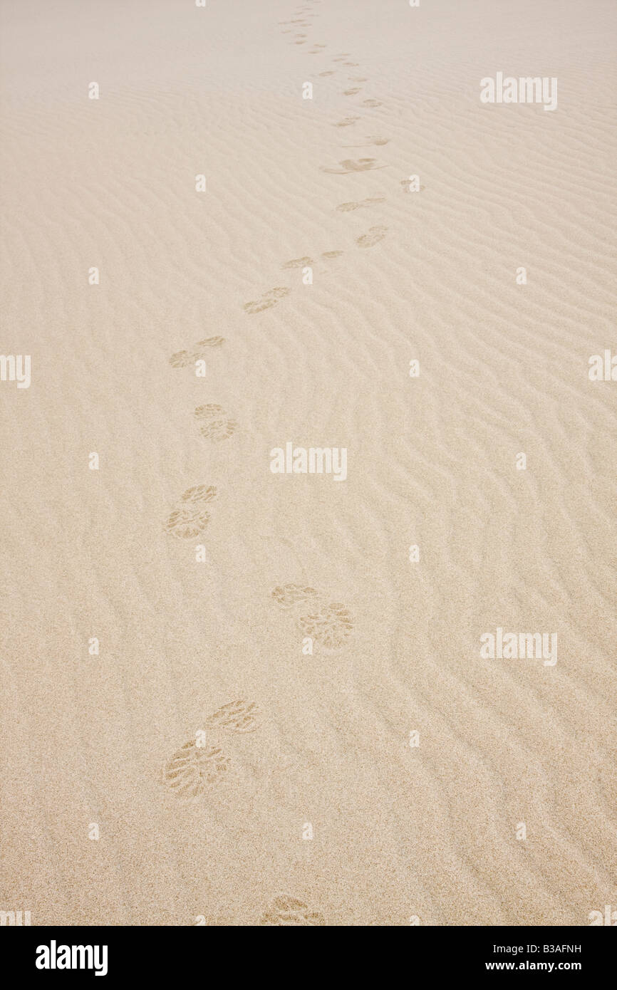 footsteps (shoe prints) in sand Stock Photo - Alamy