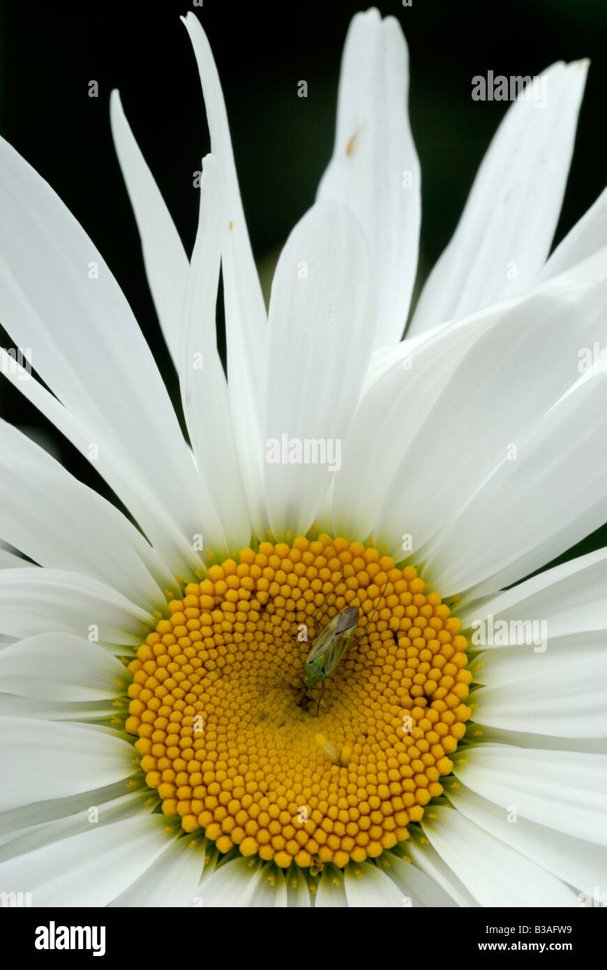 Leucanthemum maximum hi-res stock photography and images - Alamy