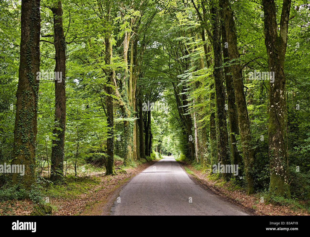 Tall tree lined country road hi-res stock photography and images - Alamy