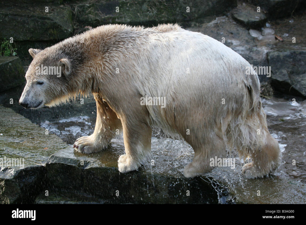 Knut the polar bear cub (Ursus maritimus) enjoying in his enclosure at ...