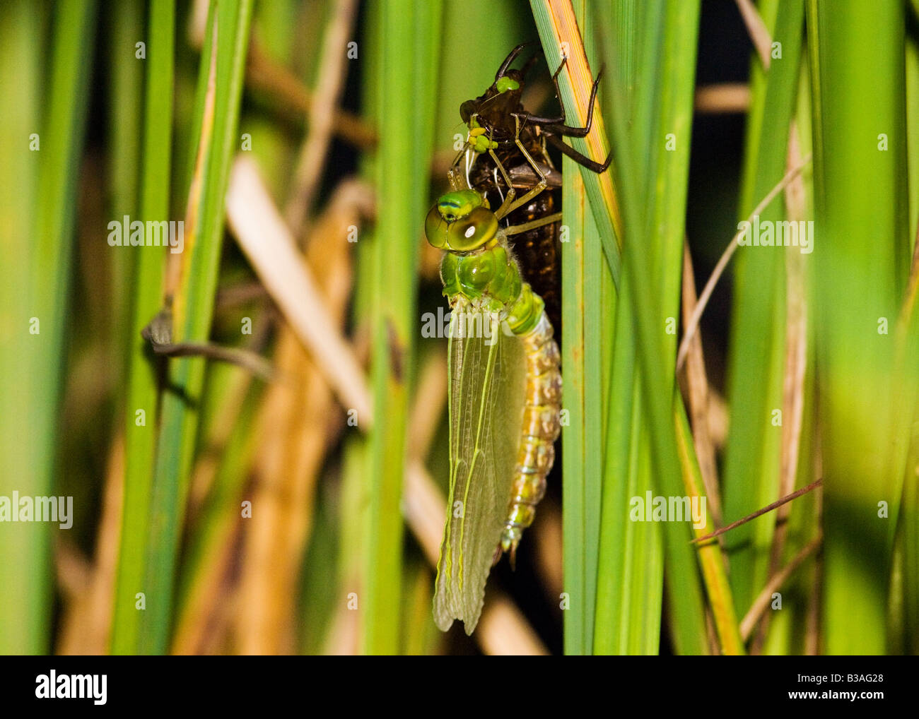 Dragonfly Larvae Pond High Resolution Stock Photography and Images - Alamy