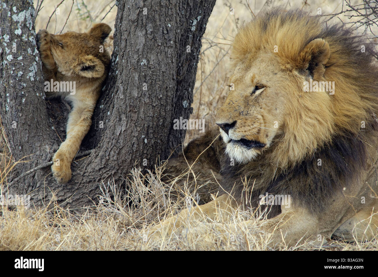 Male lions under tree hi-res stock photography and images - Alamy