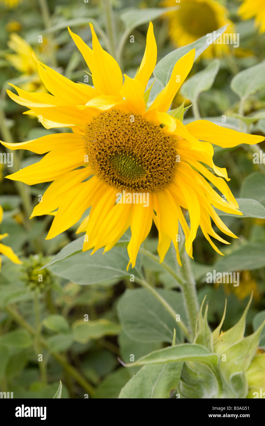 Japan flowerheads hi-res stock photography and images - Alamy