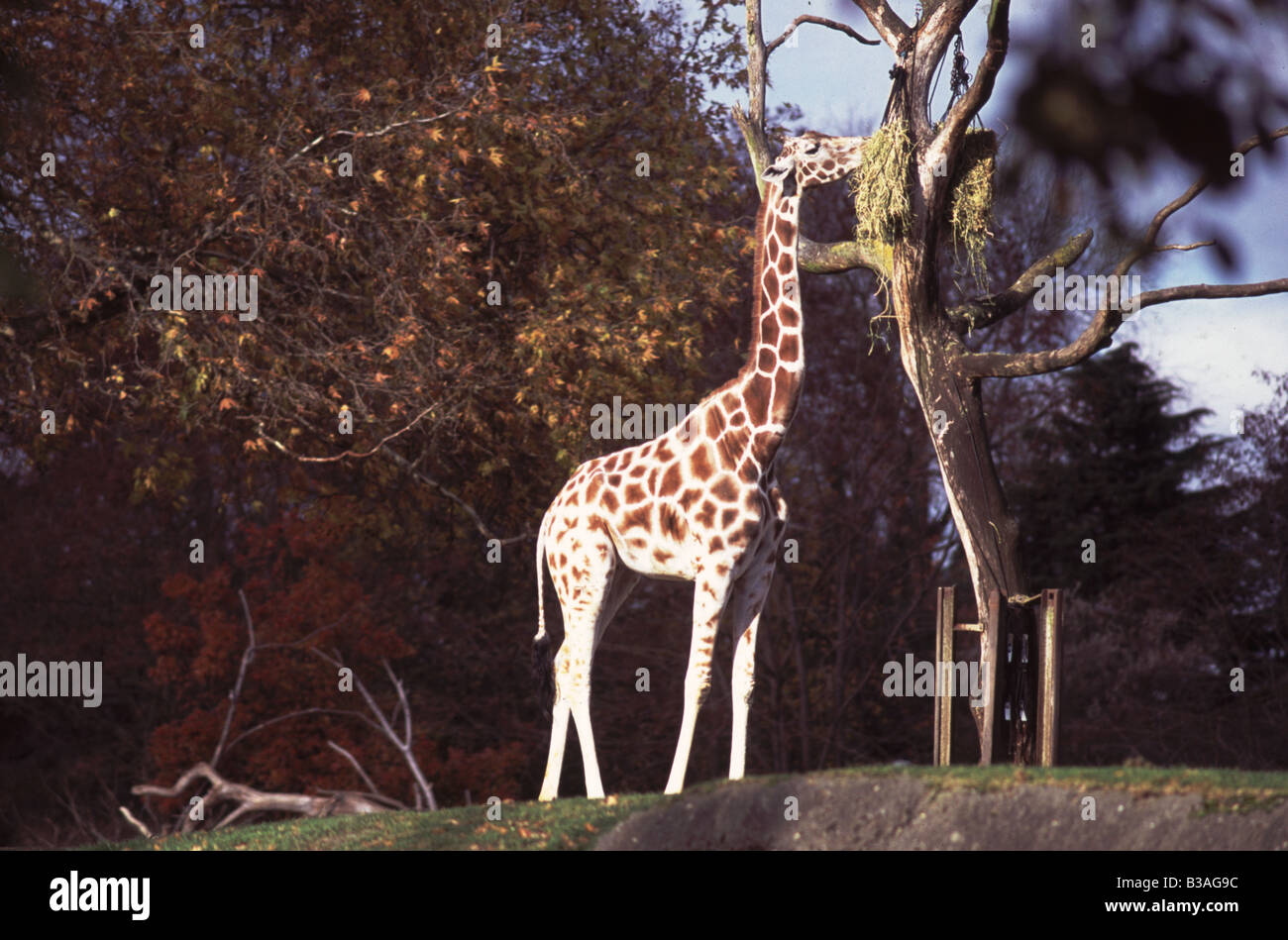 A Zoo held Giraffe reaches up into a tree for a nibble Stock Photo - Alamy