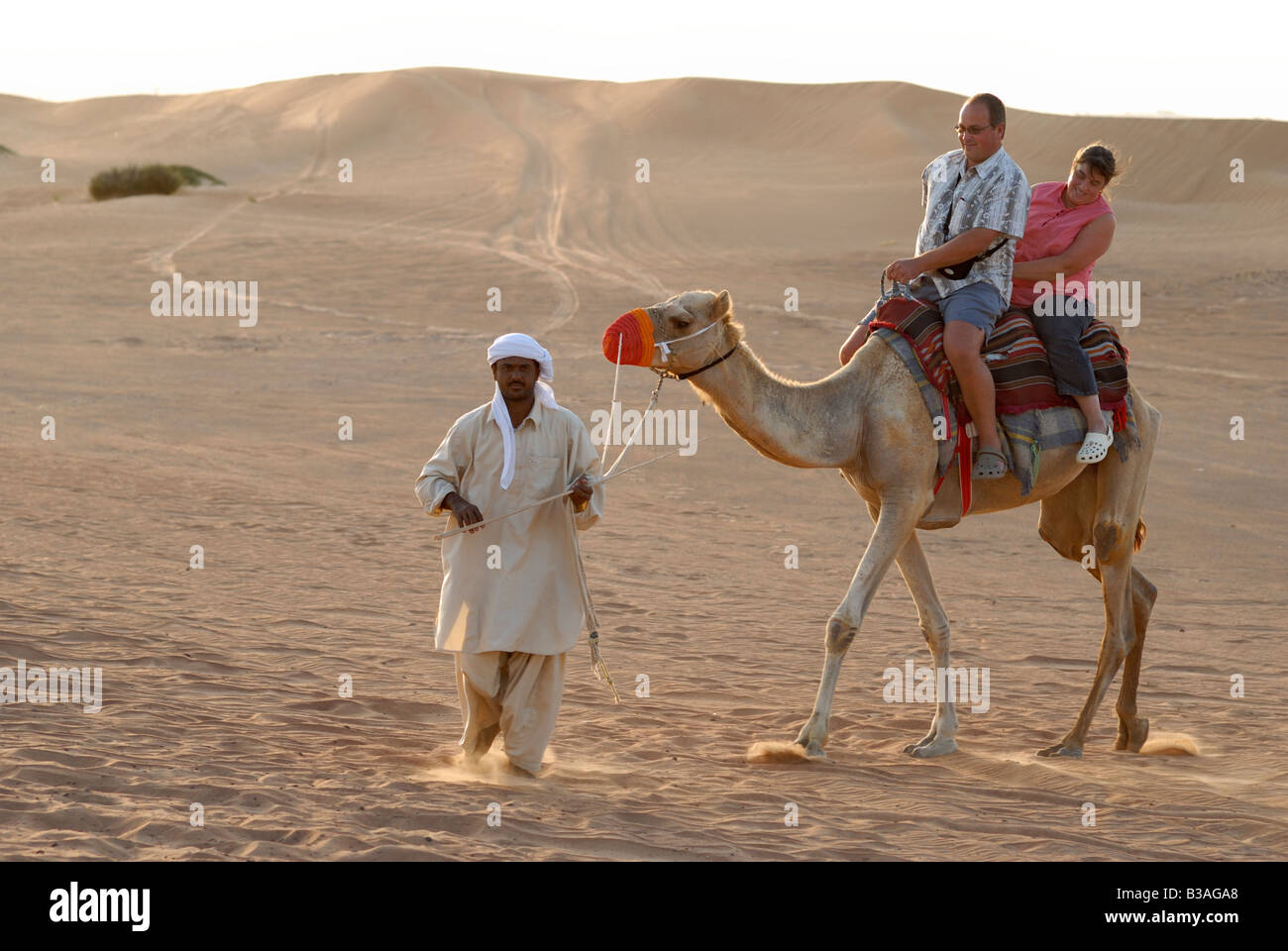 Dubai desert safari camel hi-res stock photography and images - Alamy