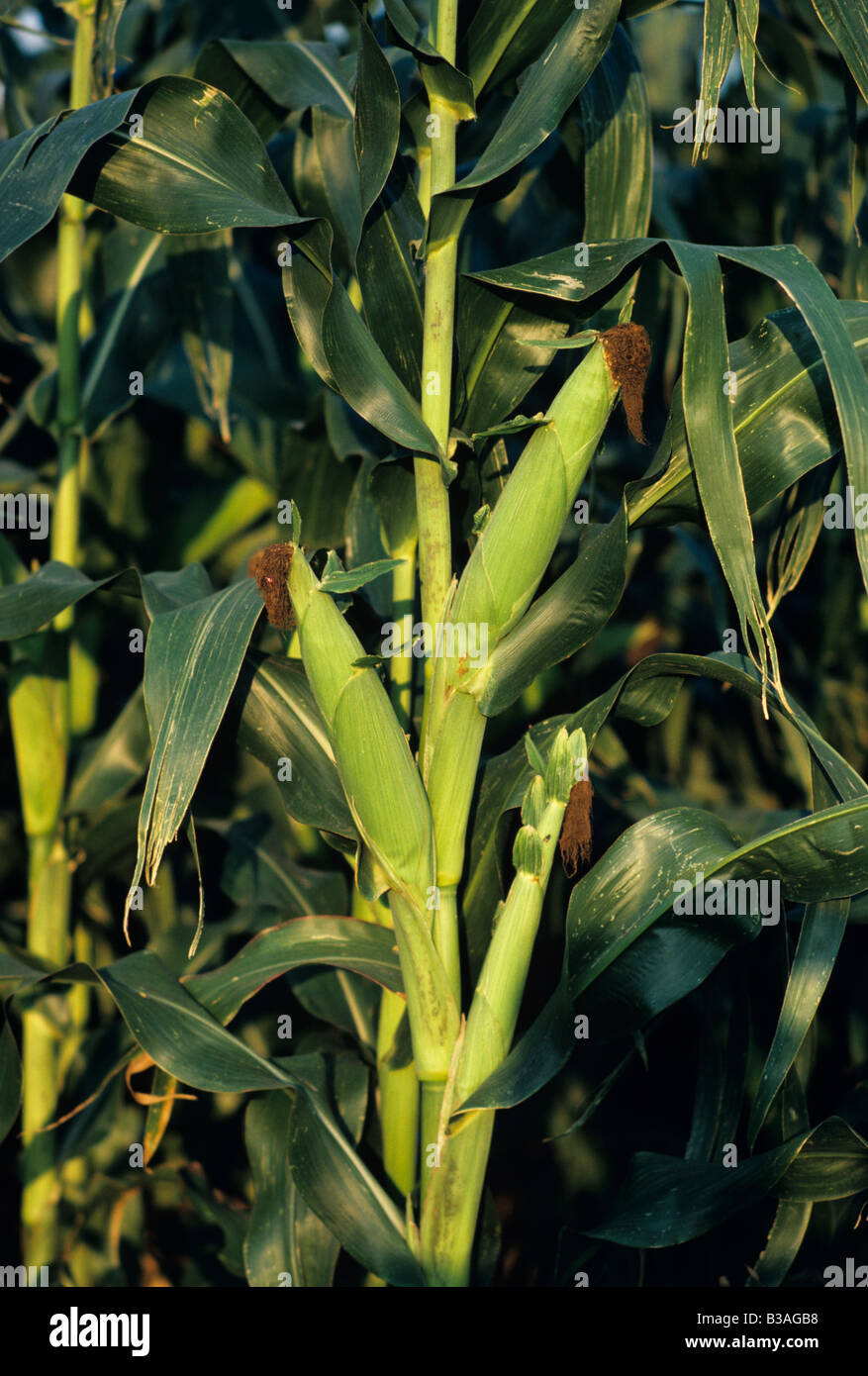 Corn stalk tassels hi-res stock photography and images - Alamy