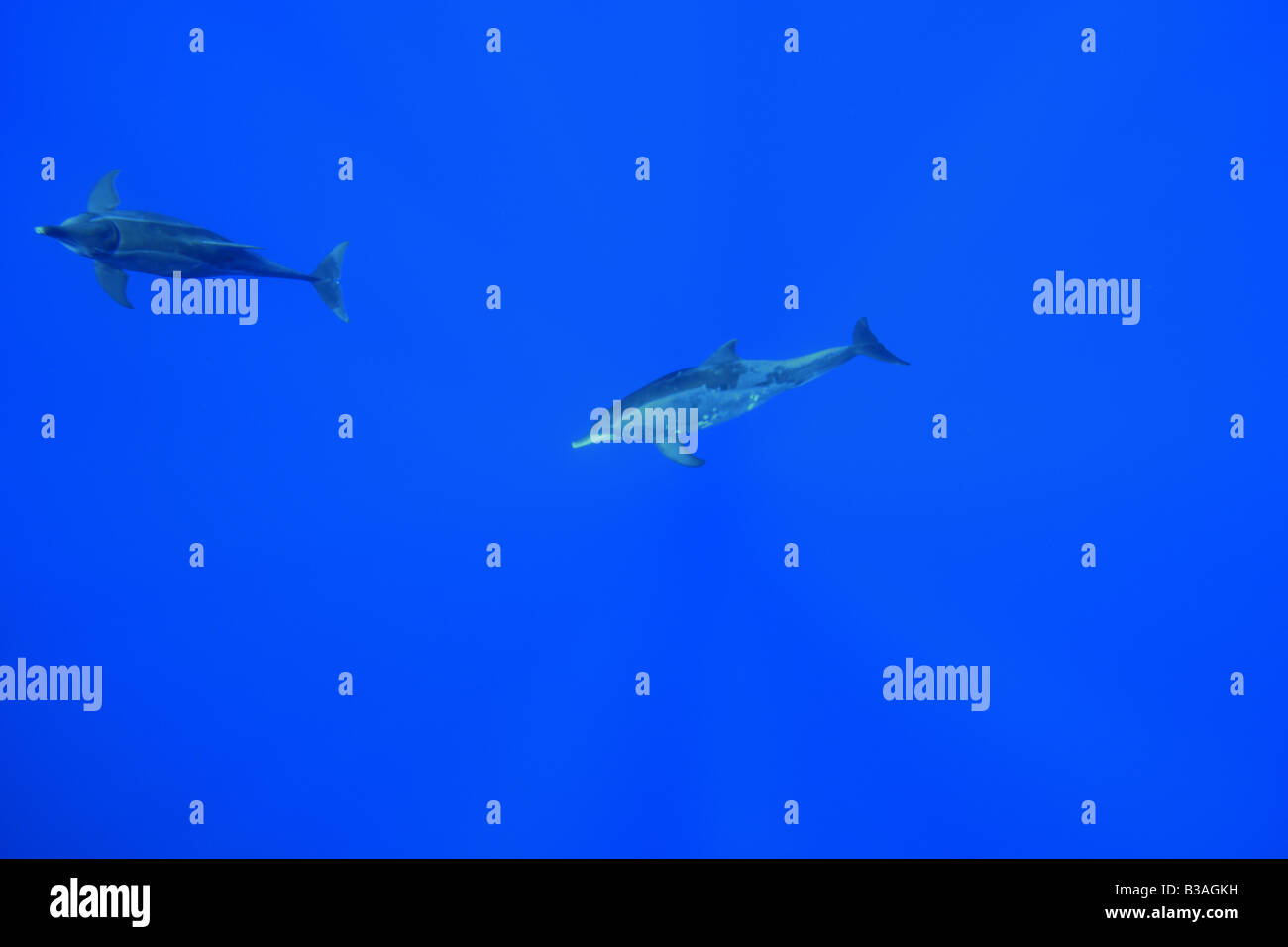 Steno bredanensis hi-res stock photography and images - Alamy