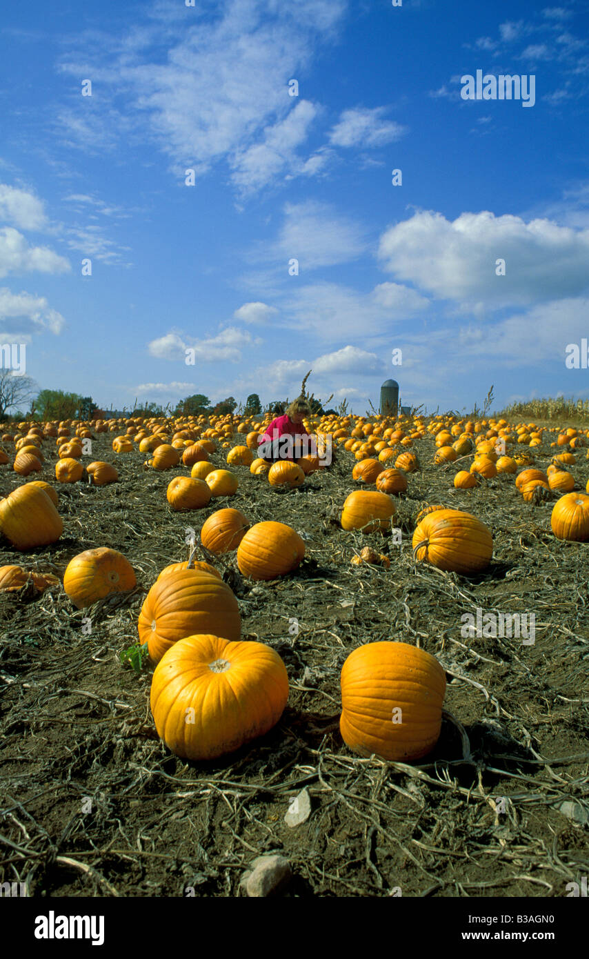 Woman picking pumpkins at pumpkin farm Michigan USA Stock Photo - Alamy