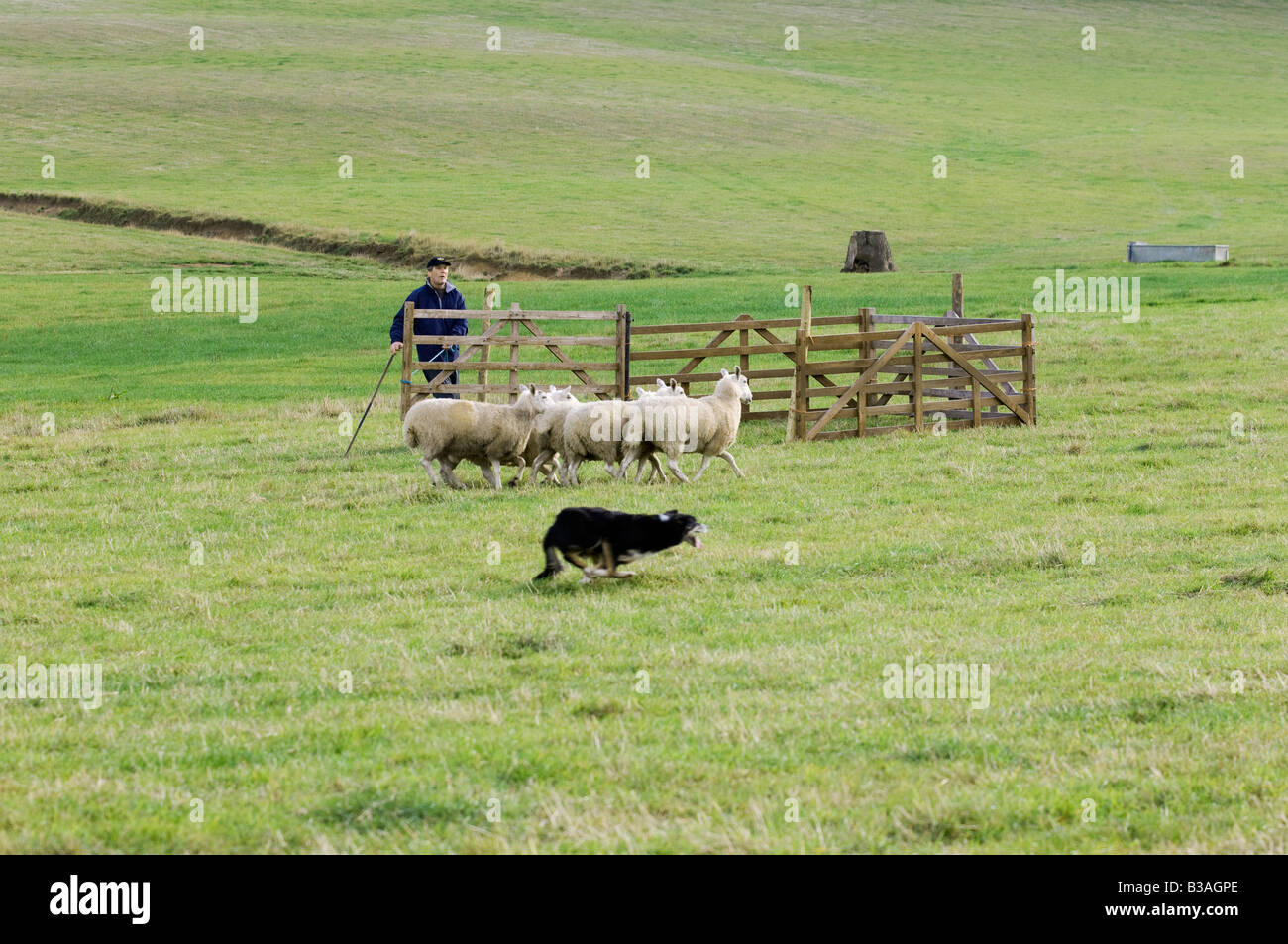 An Traditional English sheppard and his sheepdog rounding up the sheep ...