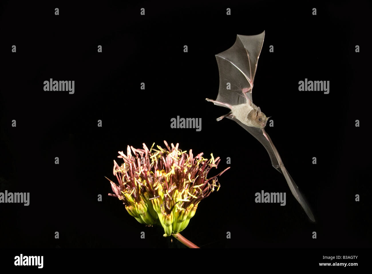 Lesser Long-nosed Bat Leptonycteris curasoae Stock Photo - Alamy