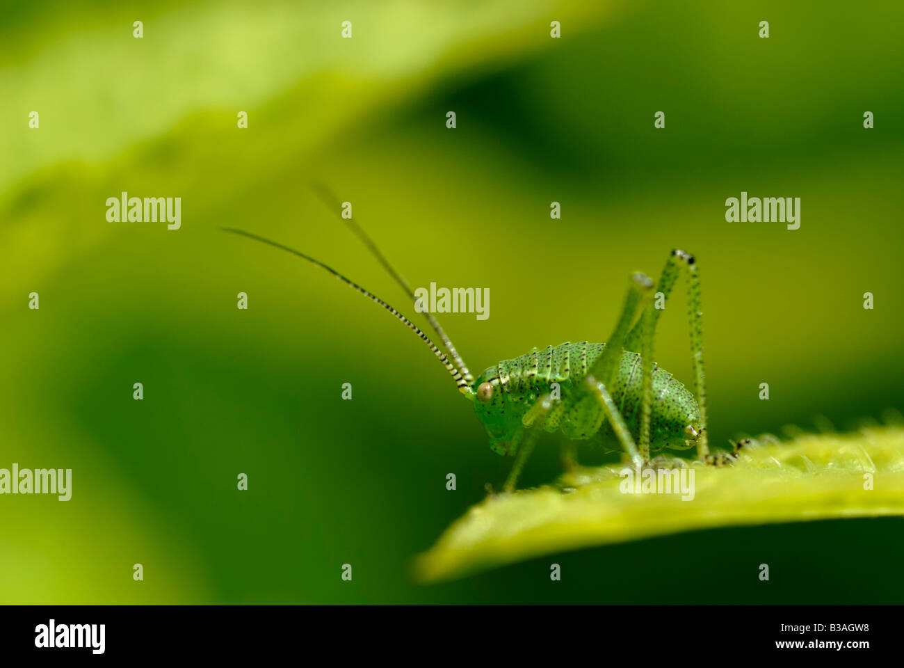 Speckled Bush Cricket Leptophyes punctatissima, Wales, UK Stock Photo ...