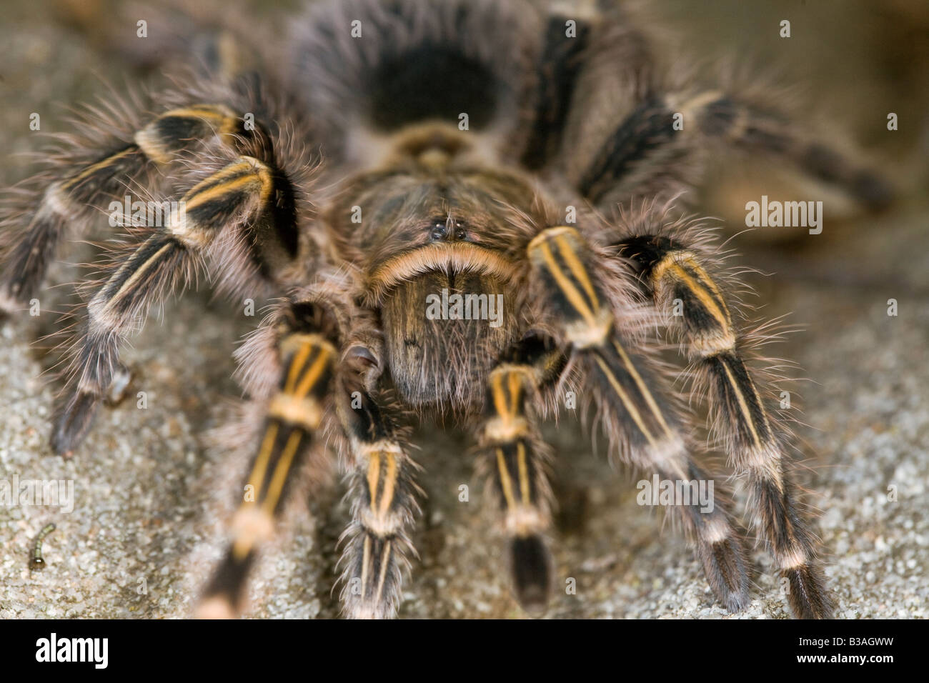 A captive Chaco Golden Knee Tarantula, Grammostola aureostriata, native ...