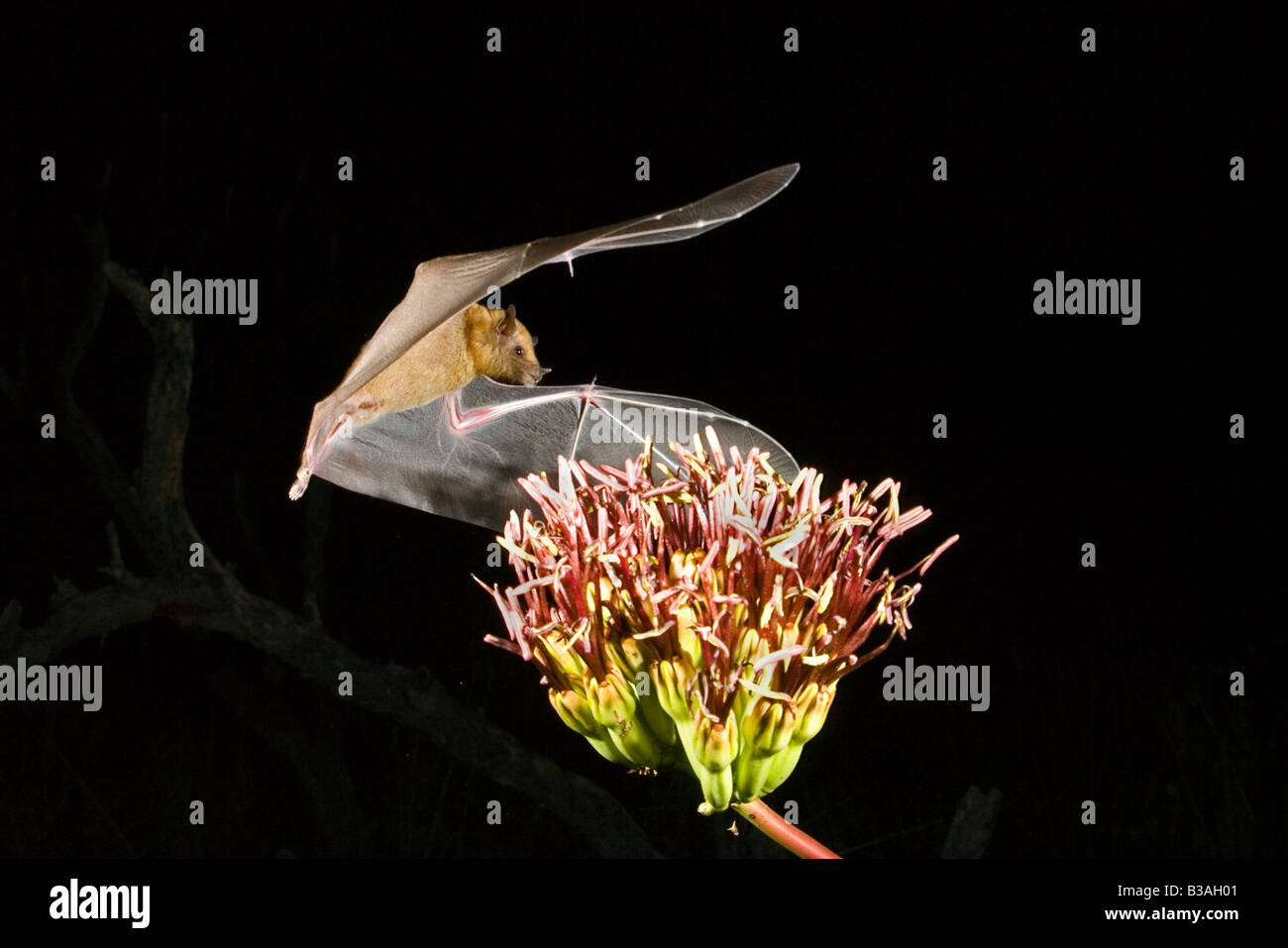 Lesser Long-nosed Bat Leptonycteris curasoae Stock Photo - Alamy