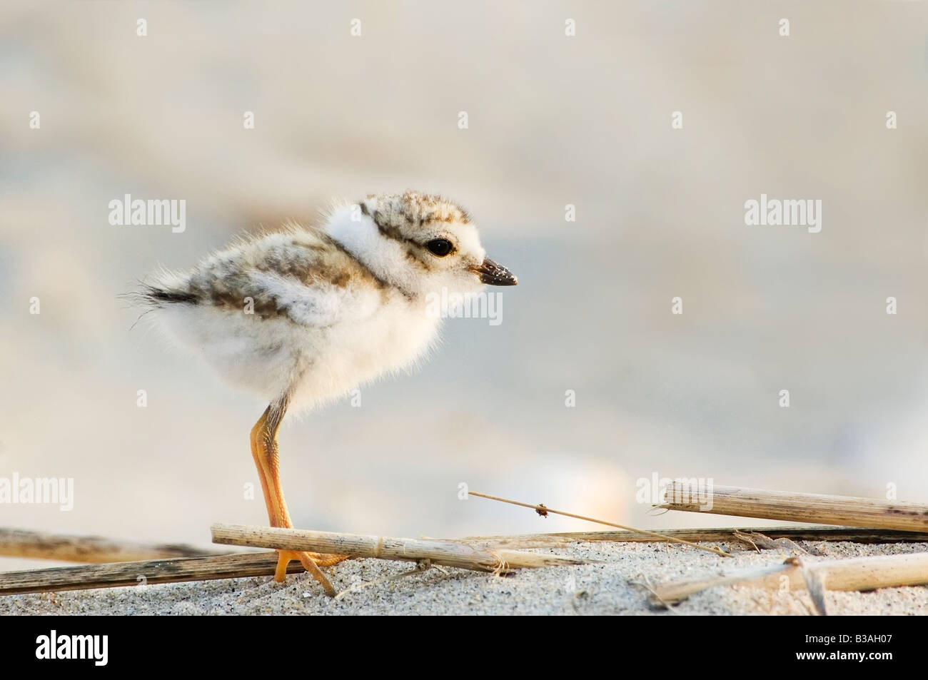 Life Cycle Of A Piping Plover