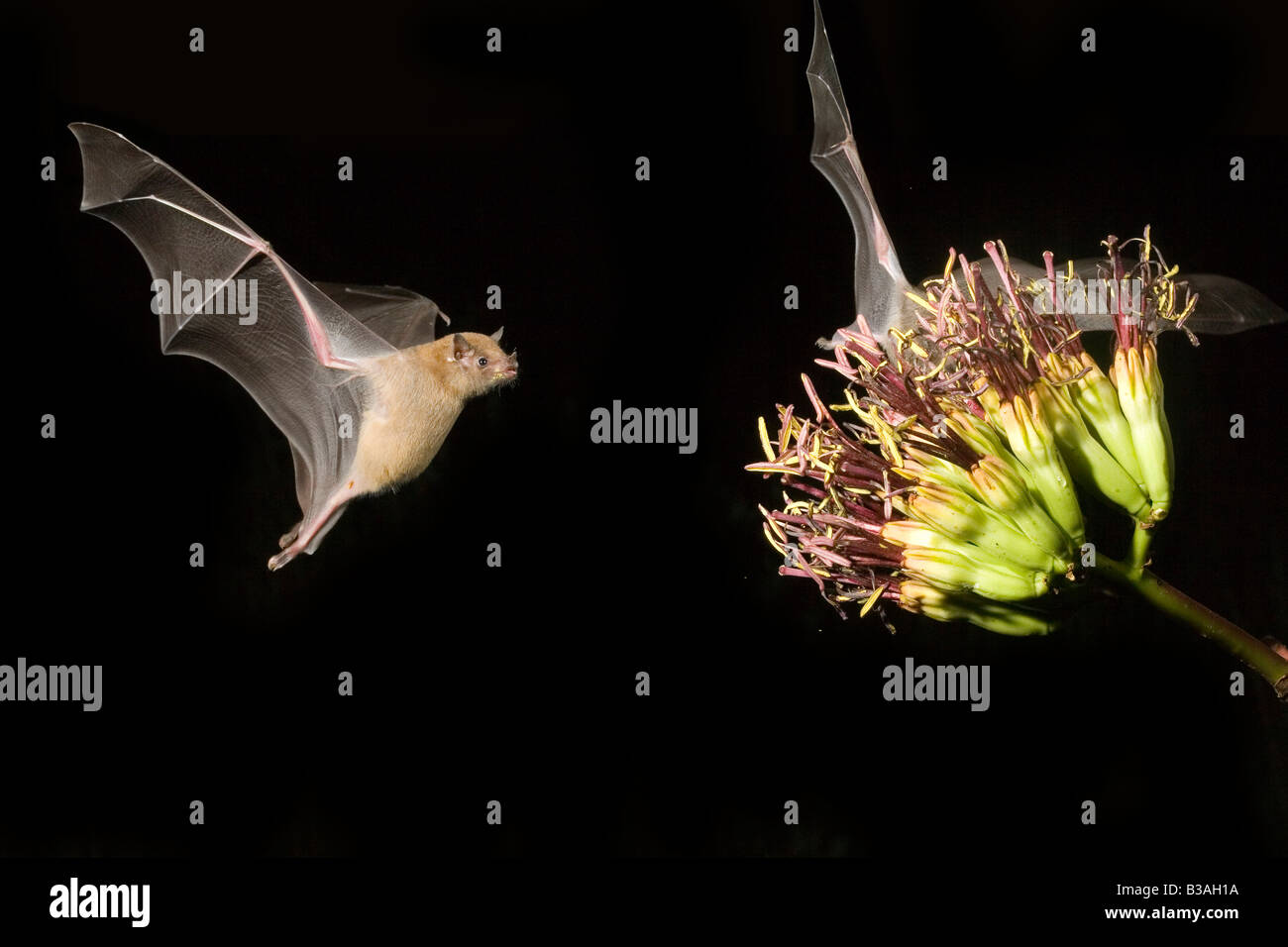 Lesser Long-nosed Bat Leptonycteris curasoae Stock Photo - Alamy
