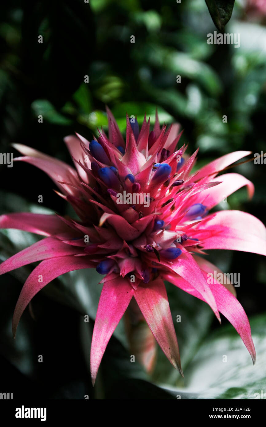 Flower key west hi-res stock photography and images - Alamy