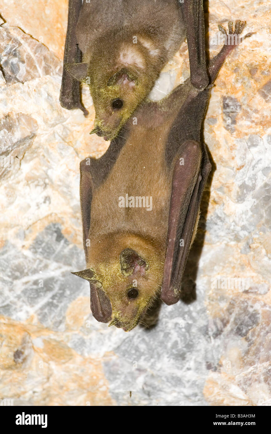 Lesser Long-nosed Bat Leptonycteris curasoae Stock Photo - Alamy