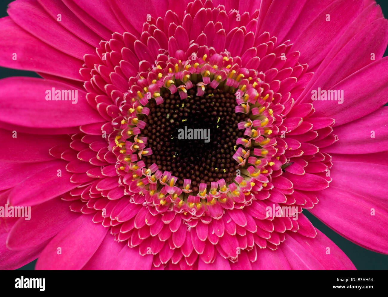 A pink Gerbera flower Stock Photo - Alamy