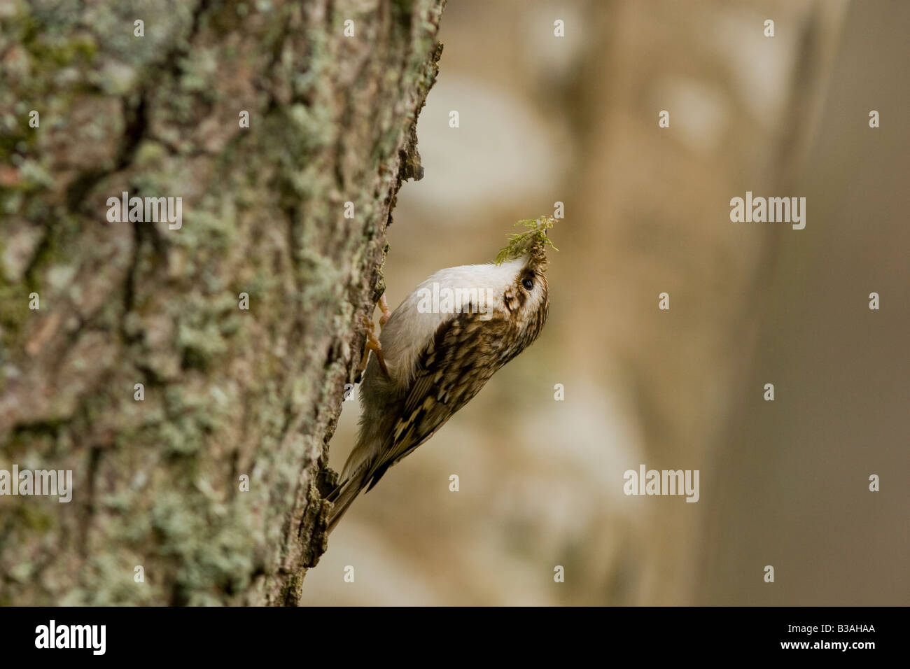 Certhia familiaris - Tree creeper climbing tree carrying nest material ...