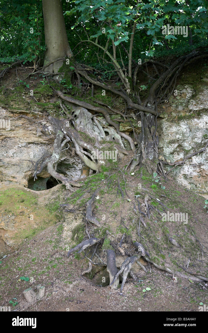 Biotic weathering of soft rock by tree roots and rabbit burrows, Sutton ...