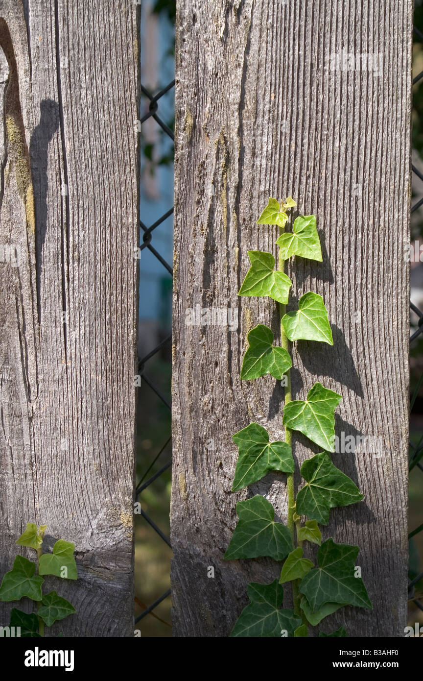 Traveling Climbing Green Vine Plant and Wood Fence Stock Photo - Alamy