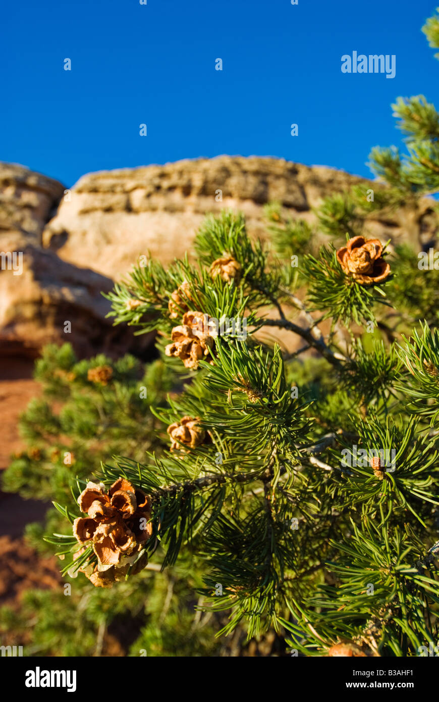 Pinyon pine cones hi-res stock photography and images - Alamy