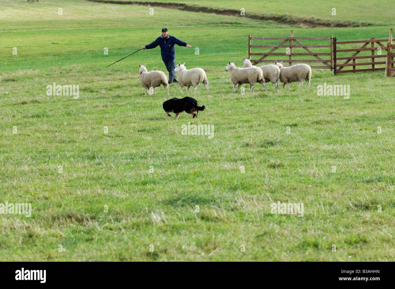 An Traditional English sheppard and his sheepdog rounding up the sheep ...