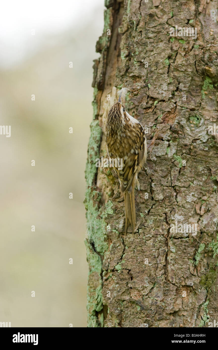 Certhia familiaris - treecreeper with nesting material in UK Stock ...