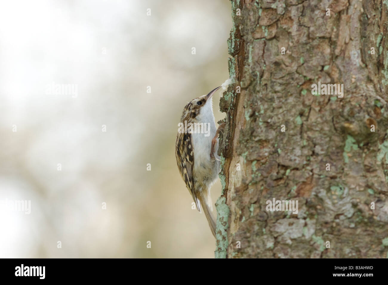 Certhia familiaris - treecreeper with nesting material UK Stock Photo ...