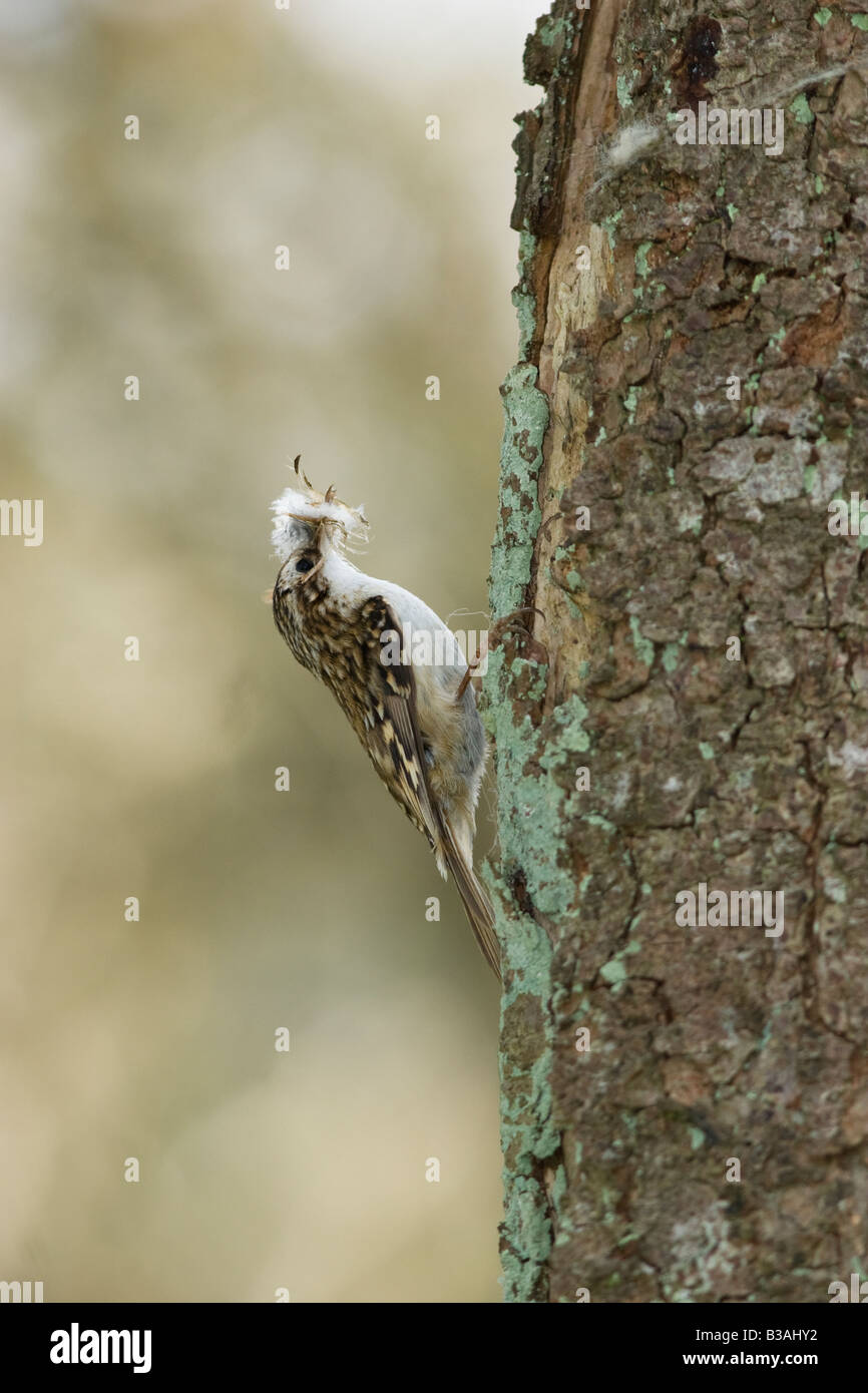 Certhia familiaris - treecreeper with nesting material UK Stock Photo ...