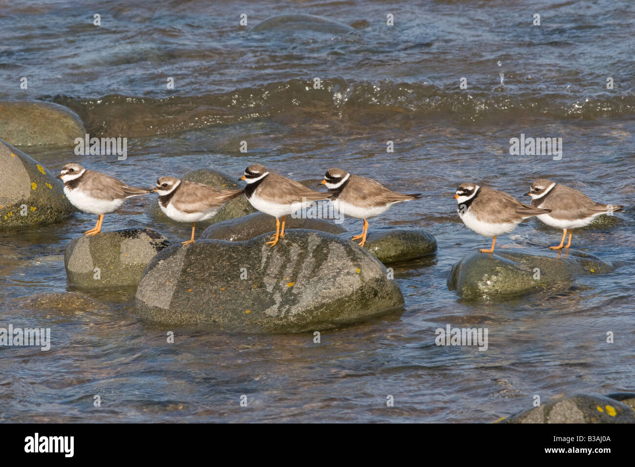Charadrius hiaticular -line of ringed plovers resting at high tide ...