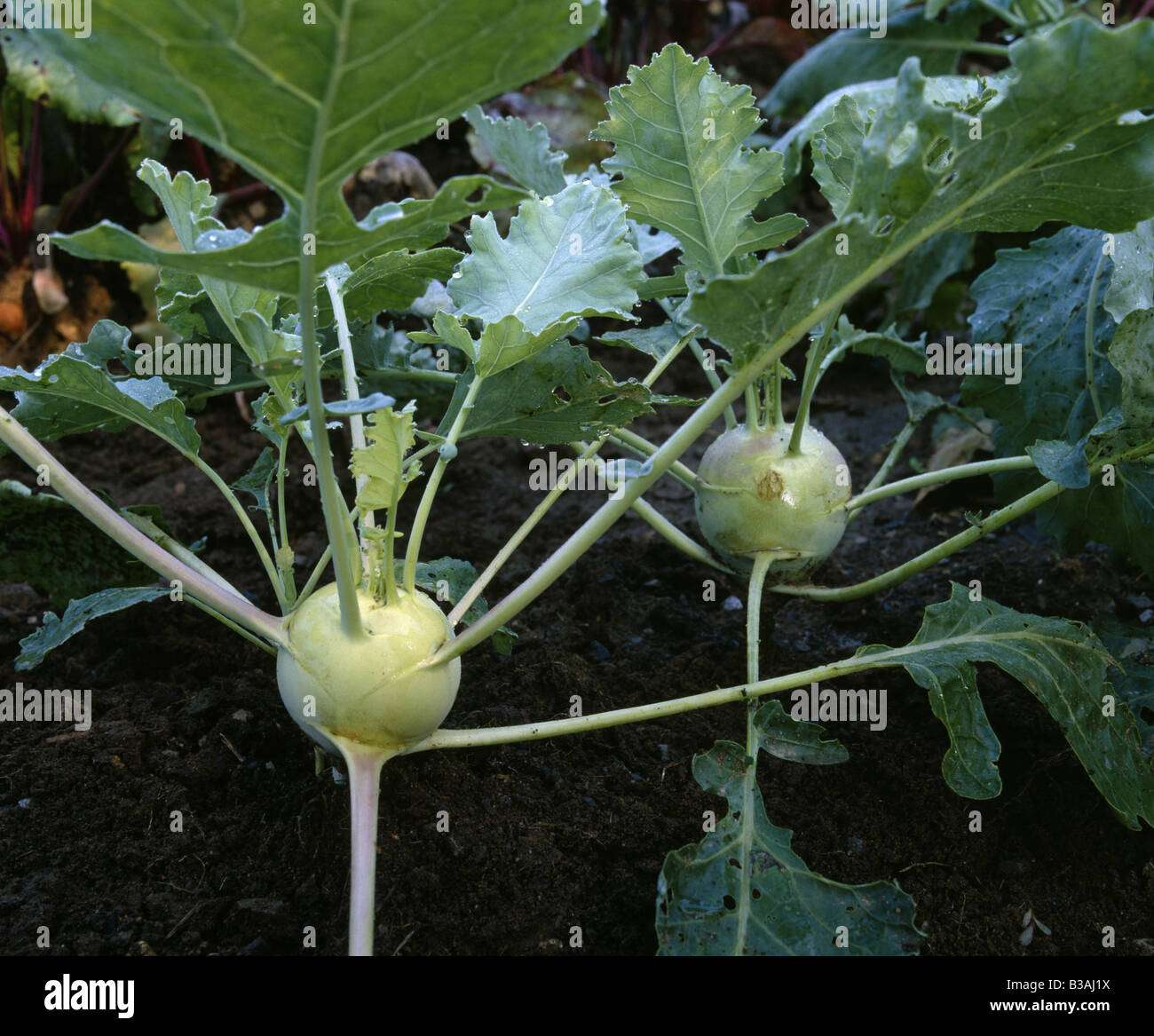 German turnip plants hi-res stock photography and images - Alamy