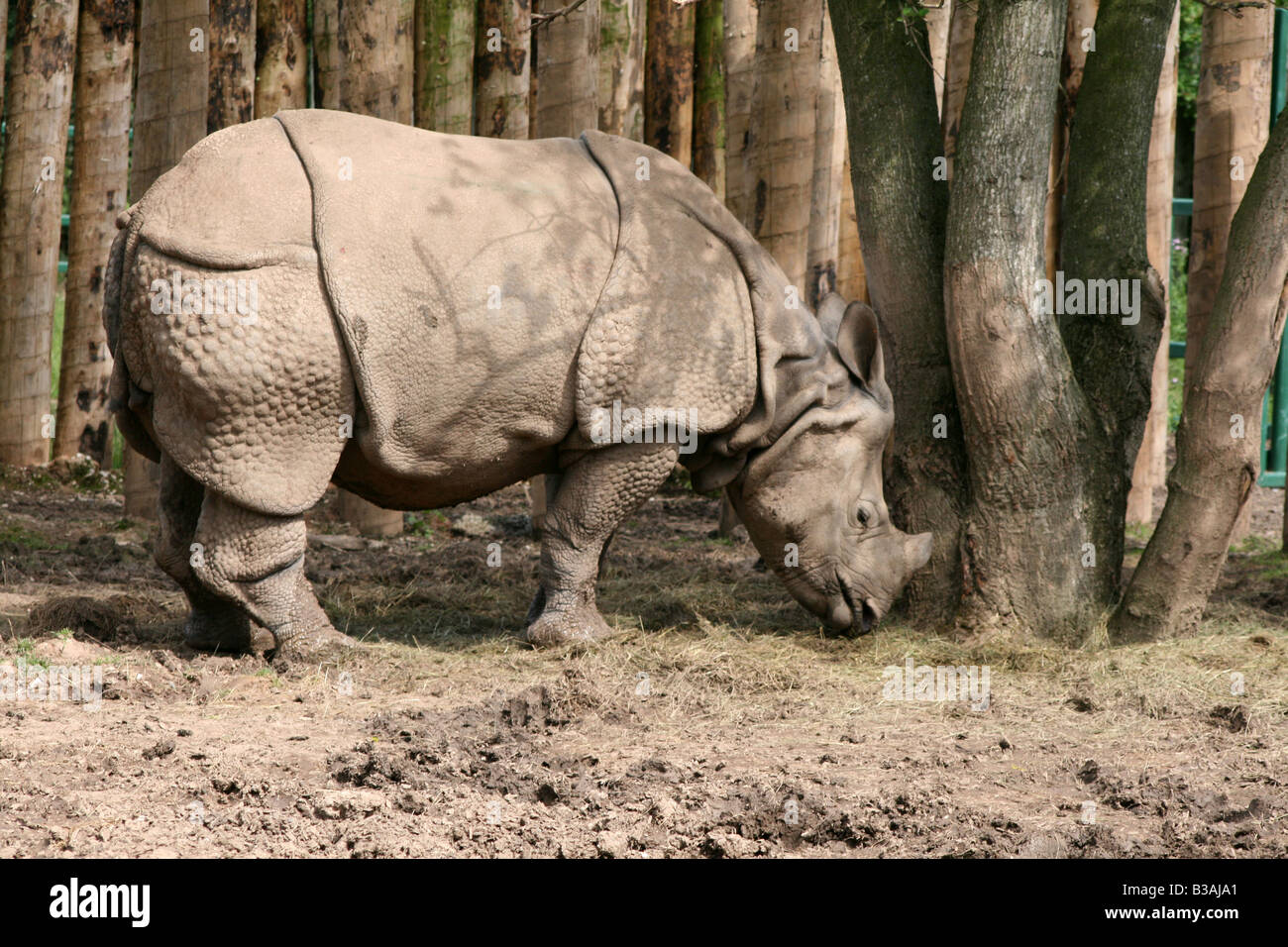 Rhino taxonomy hi-res stock photography and images - Alamy