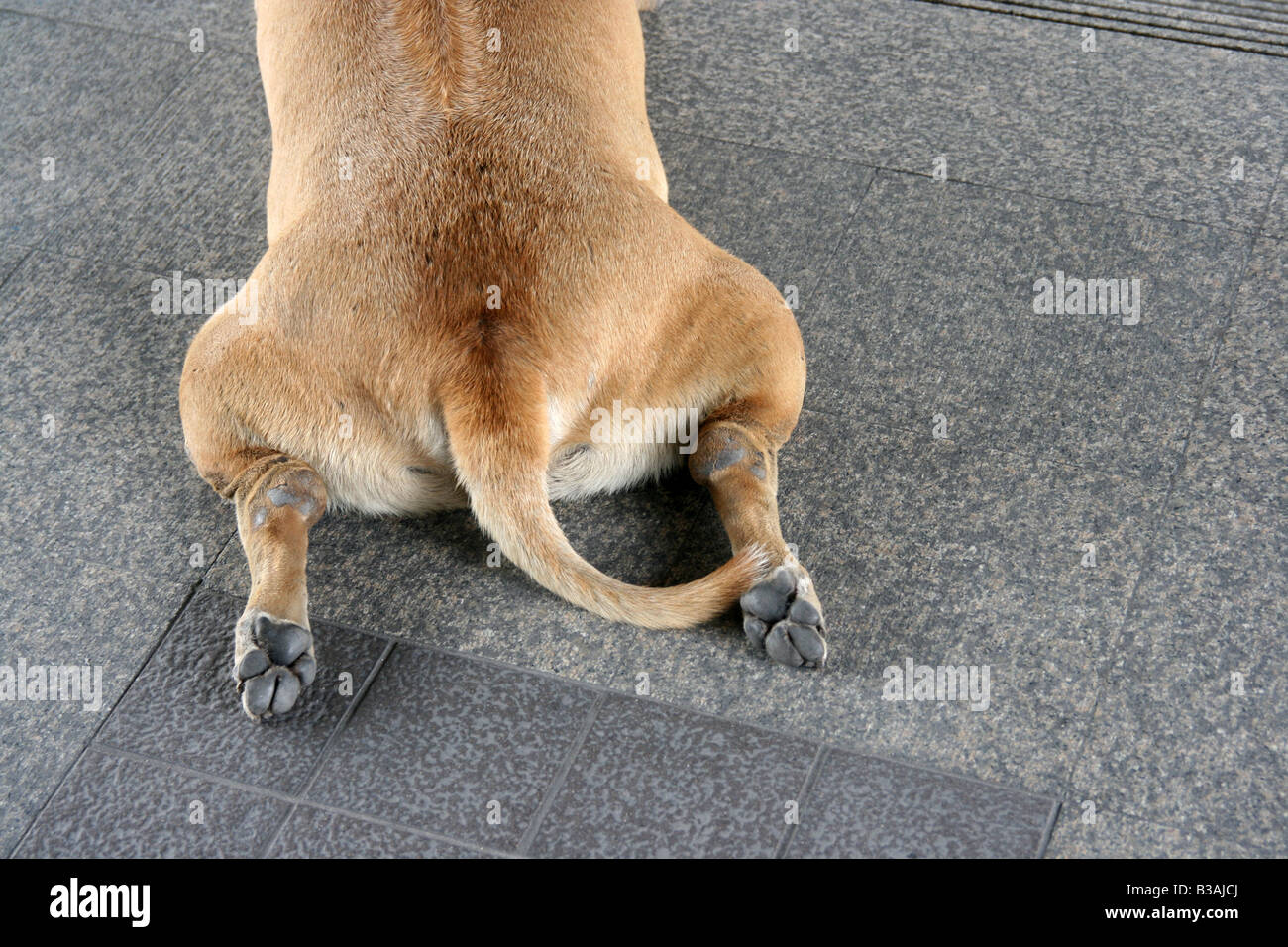 “Overweight dog resting” Stock Photo - Alamy
