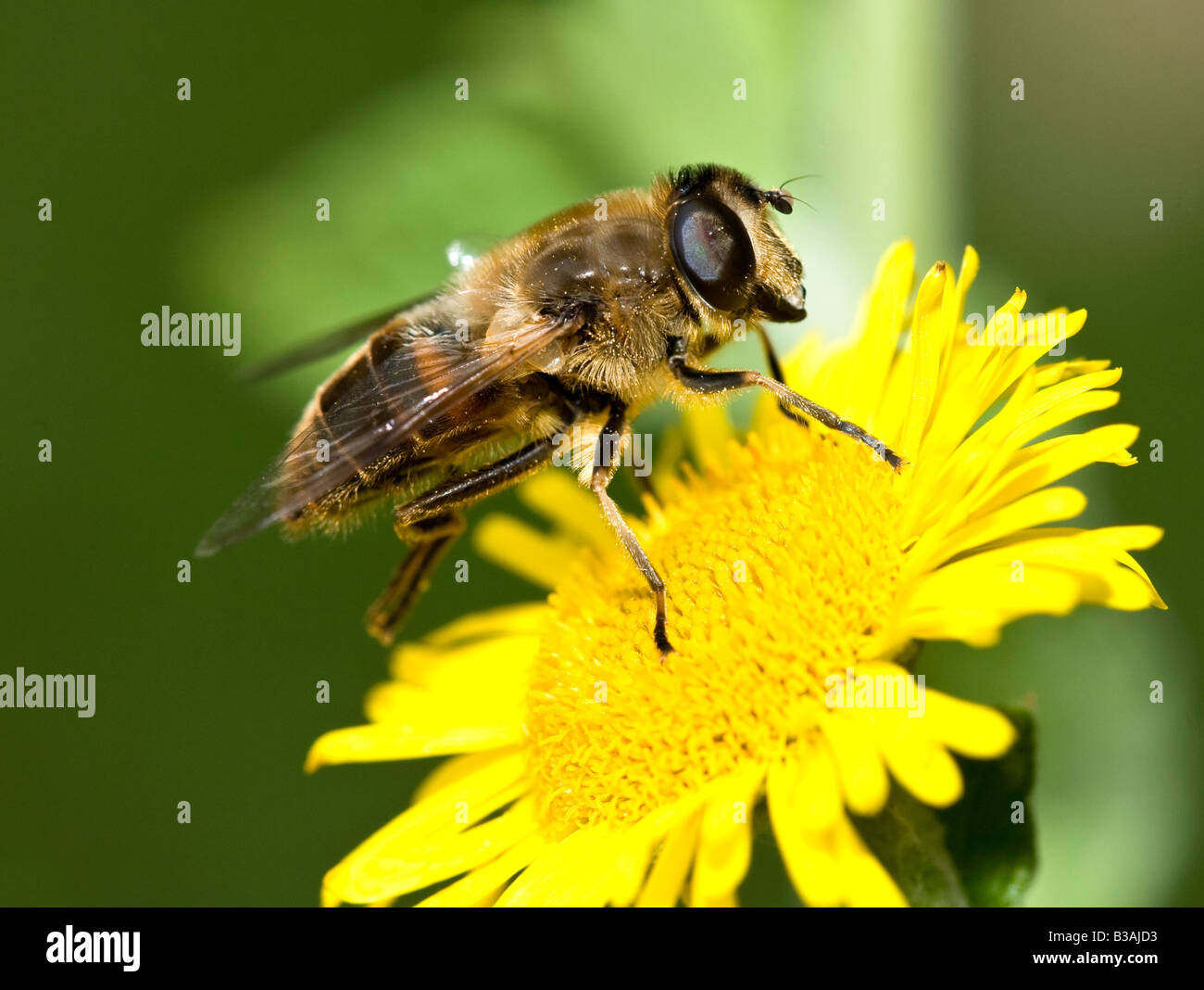 Drone fly insect hi-res stock photography and images - Alamy