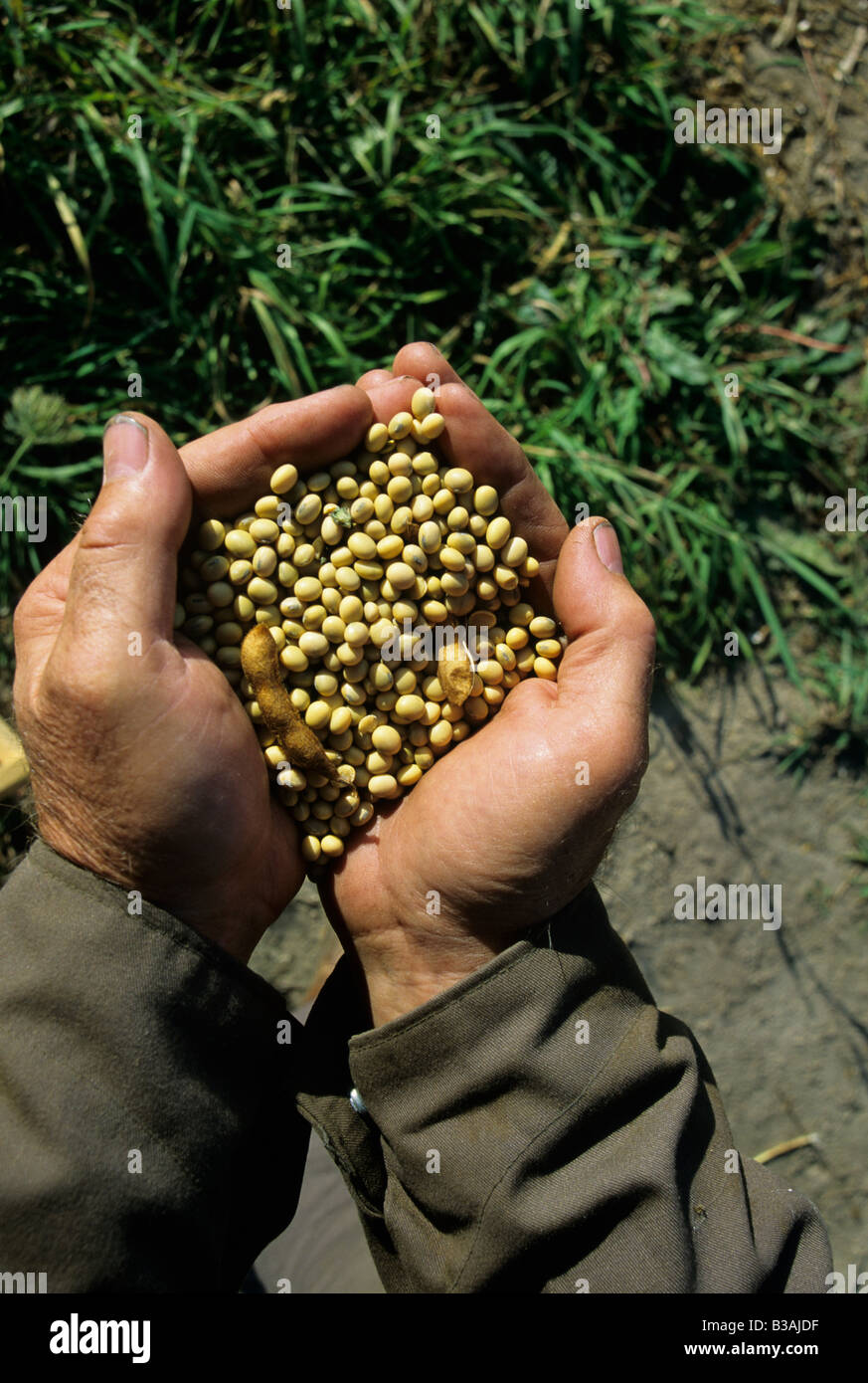 Soybeans, mature, ripened, Saginaw County, Michigan, USA, by Dembinsky ...